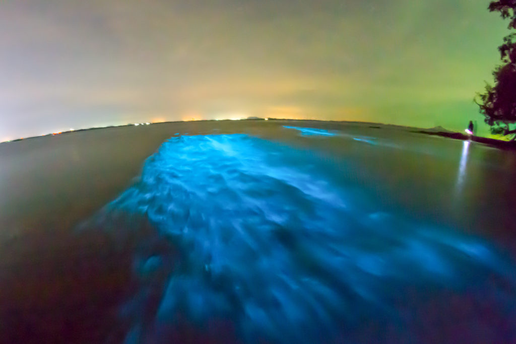 Bio Bay Tours in Grand Cayman | Bioluminescent Bay Boat Charters